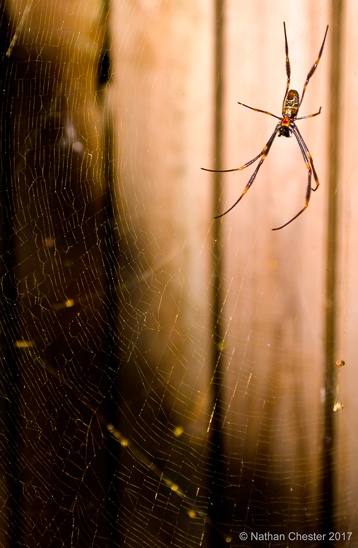 Brisbane – Nathan Chester Photography