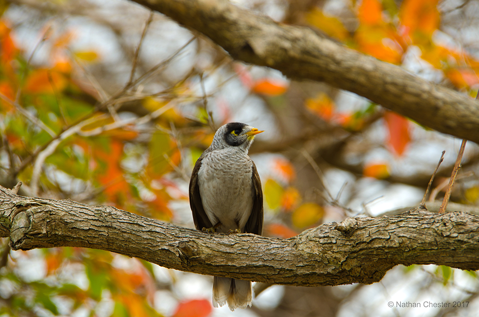 Brisbane – Nathan Chester Photography